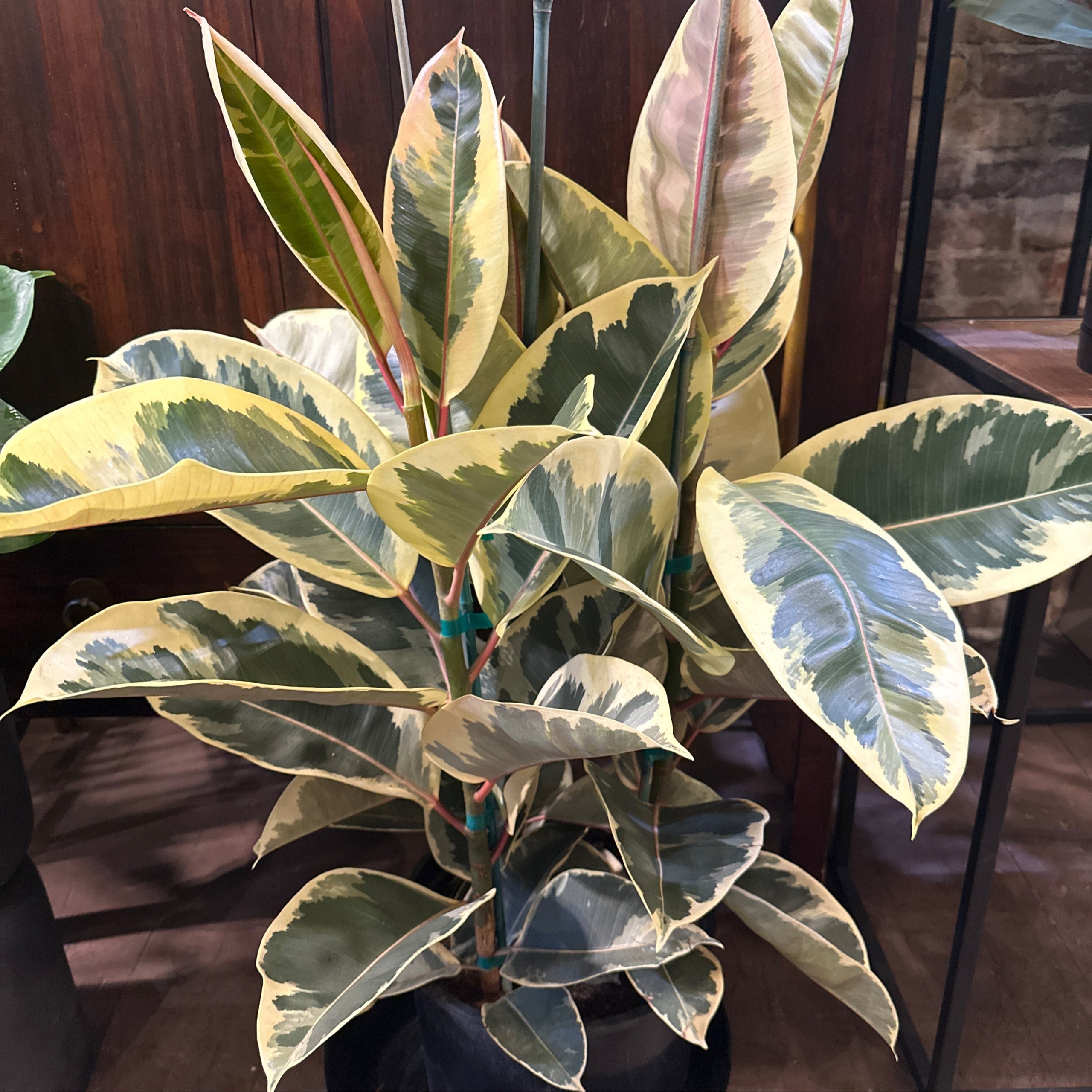 Ficus Decora Tineke 10in | House of botanicals